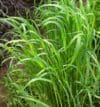 Sweet Grass Plant - Prairie Gardens