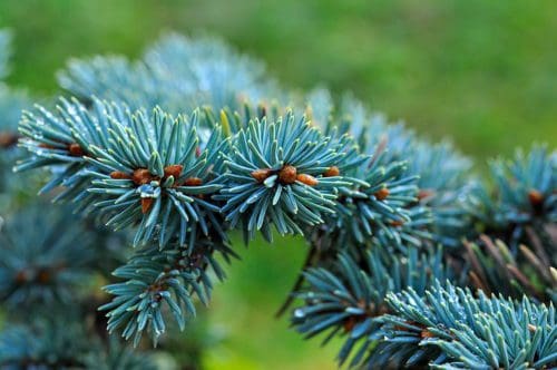 Columnar Blue Spruce - Prairie Gardens