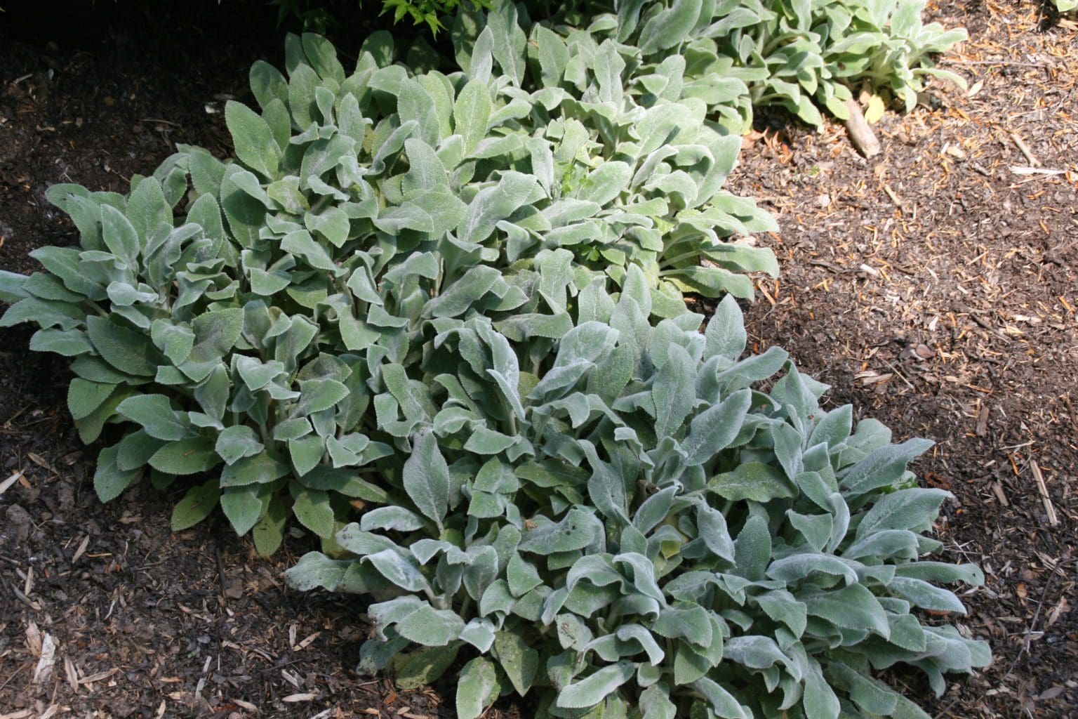 Giant Lamb's Ear - Prairie Gardens