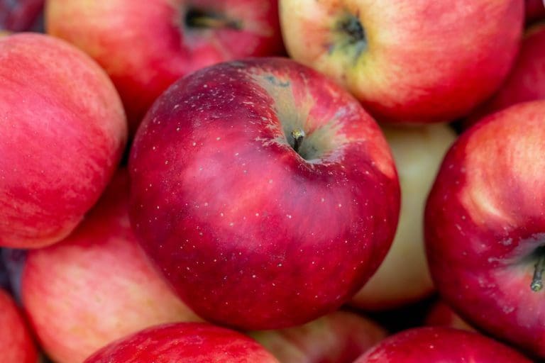 Viking Apple - Prairie Gardens