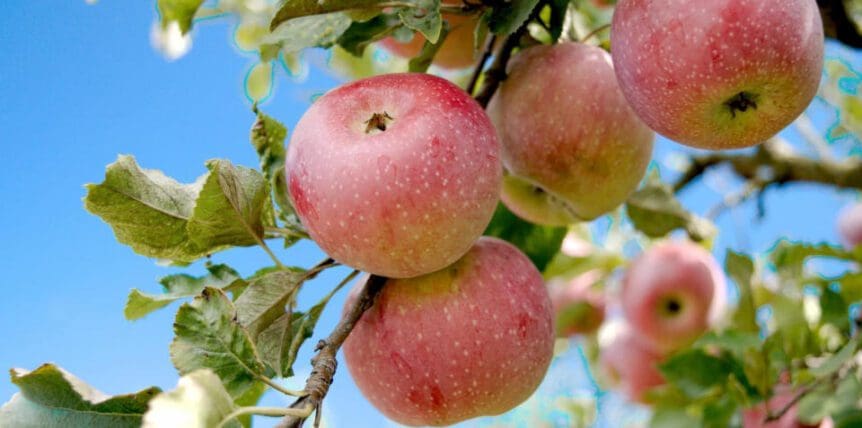 Precocity (Apples) 10 Earliest to Bear Apples to Pick - Prairie Gardens