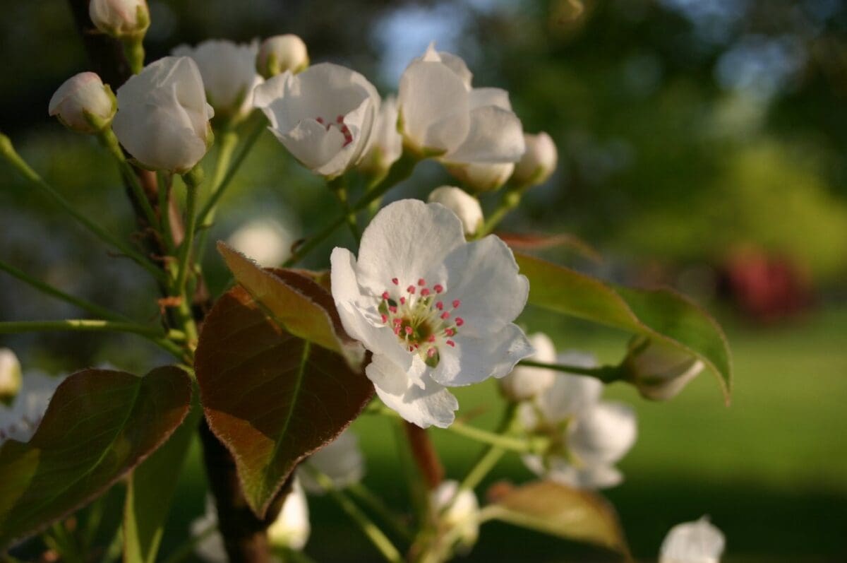Rootstock: Ussurian Pear - Prairie Gardens