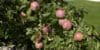 Precocity (Apples) 10 Earliest to Bear Apples to Pick - Prairie Gardens