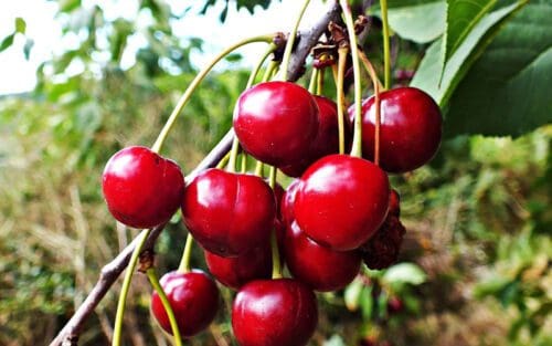 Canadian Hardiness Zones are Not the Same as US Hardiness Zones ...