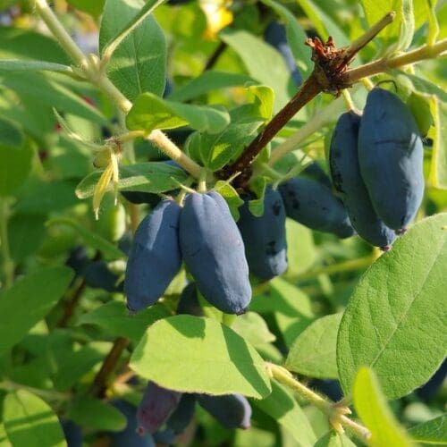 All About Haskaps in Edmonton & Area - Prairie Gardens