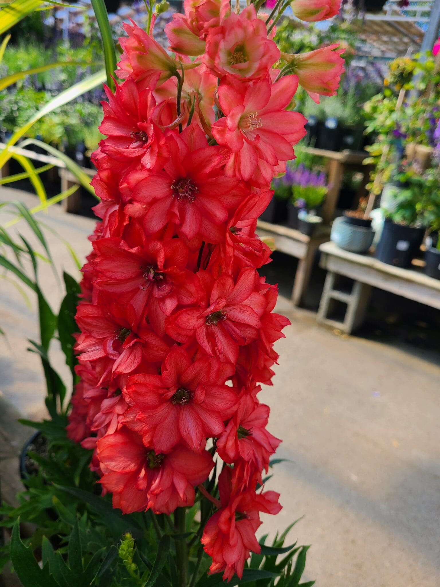 Delphinium Red Lark - Prairie Gardens