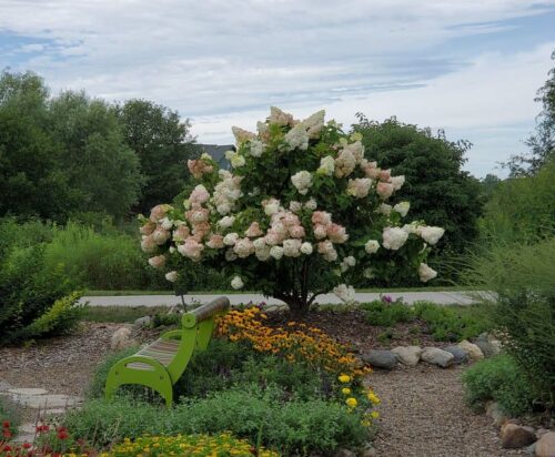 Vanilla Strawberry™ Hydrangea Tree-Form - Prairie Gardens