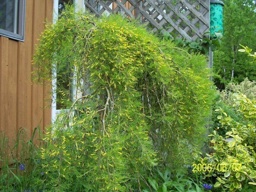 Walker Caragana Tree-Form - Prairie Gardens
