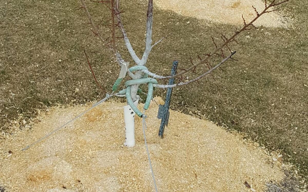 Complete Compendium of Hardy Manchurian Apricots for the Prairies ...