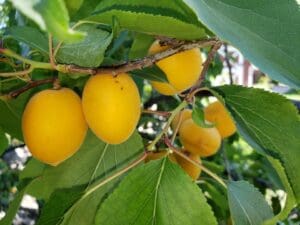 Complete Compendium of Hardy Manchurian Apricots for the Prairies ...