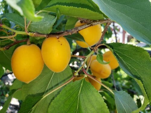 Complete Compendium of Hardy Manchurian Apricots for the Prairies ...