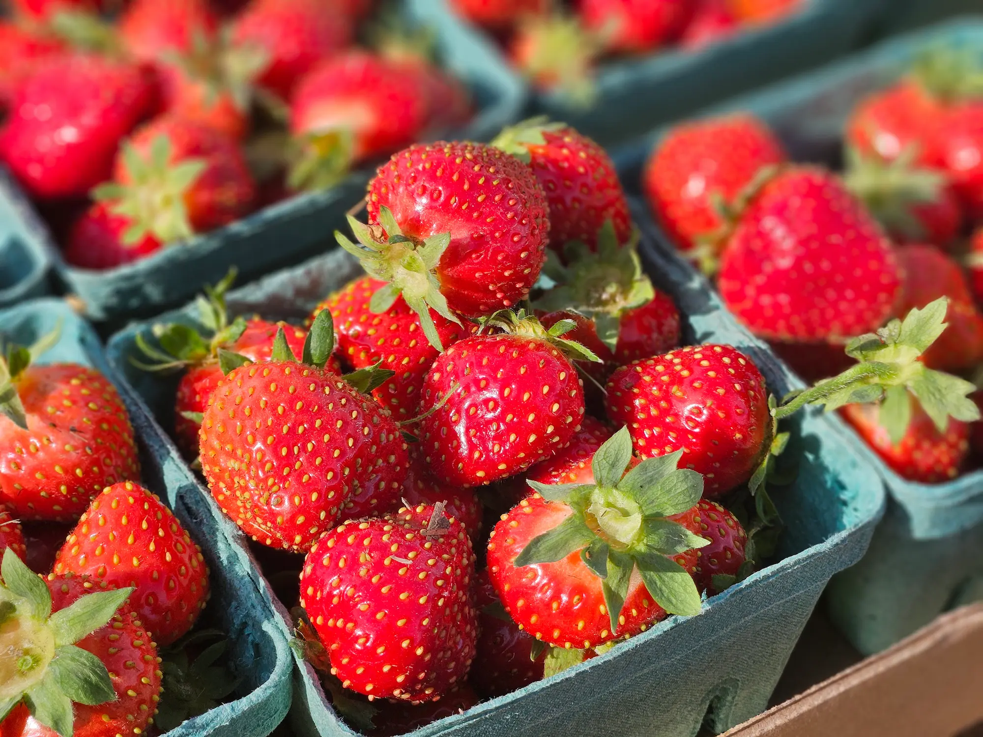 Brunswick Strawberry (July Bearing) - Prairie Gardens