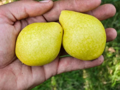 Early Gold Pear - Prairie Gardens