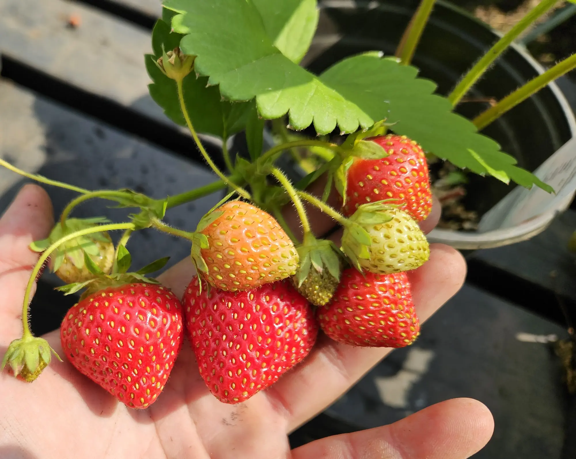 Mira Strawberry (July Bearing) - Prairie Gardens