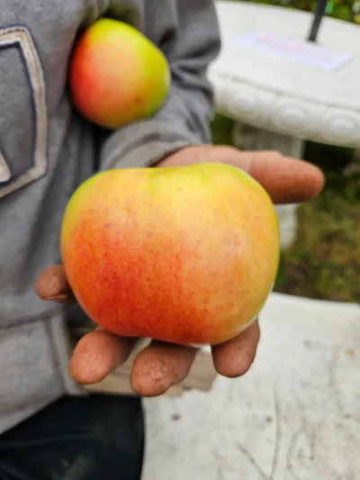 Prairie Sensation Apple - Prairie Gardens