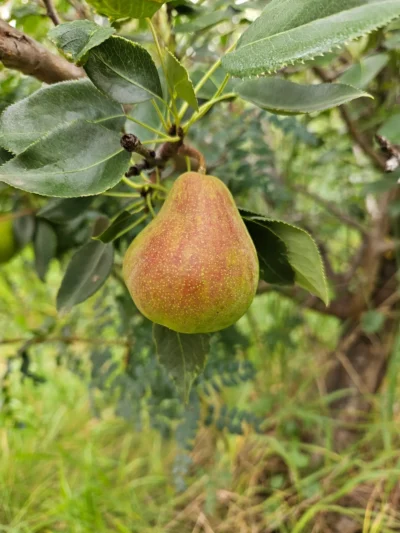 Golden Spice Pear - Prairie Gardens