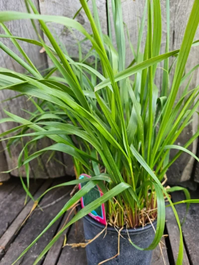 Sweet Grass Plant - Prairie Gardens