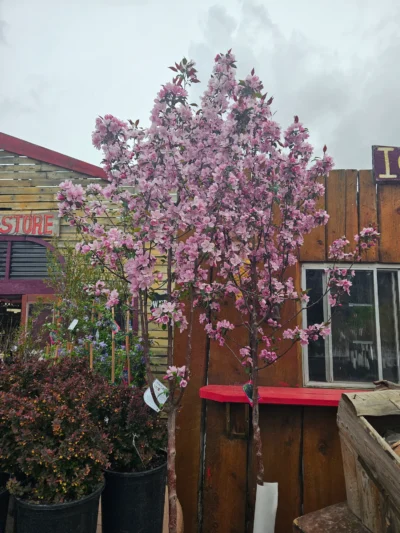 Gladiator Rosybloom Crabapple - Prairie Gardens