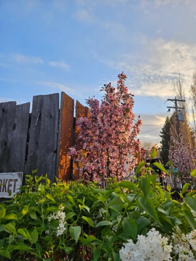 Gladiator Rosybloom Crabapple - Prairie Gardens