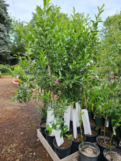 Prairie Reflection® Laurel Leaf Willow - Prairie Gardens