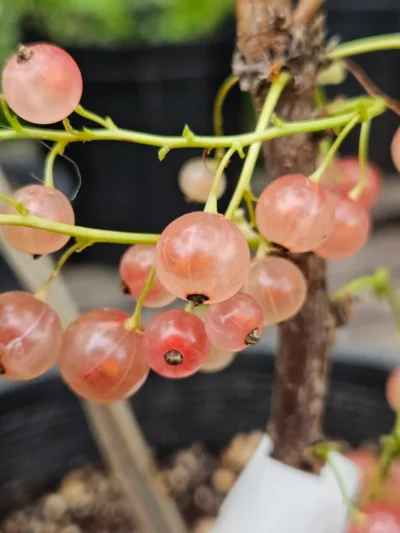 Pink Champagne Currant - Prairie Gardens