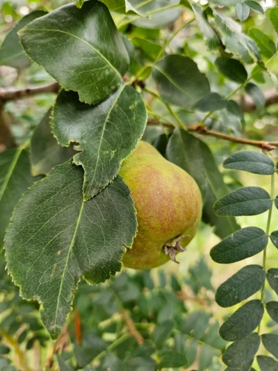 Prairie Welcome Pear - Prairie Gardens