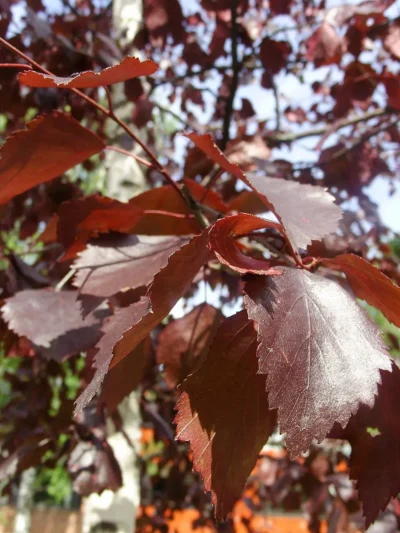 Purple Treasure Birch - Prairie Gardens