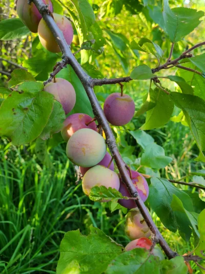 Pembina Plum - Prairie Gardens